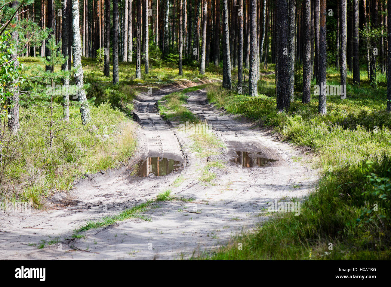 simple country road in summer at countryside with trees around Stock ...