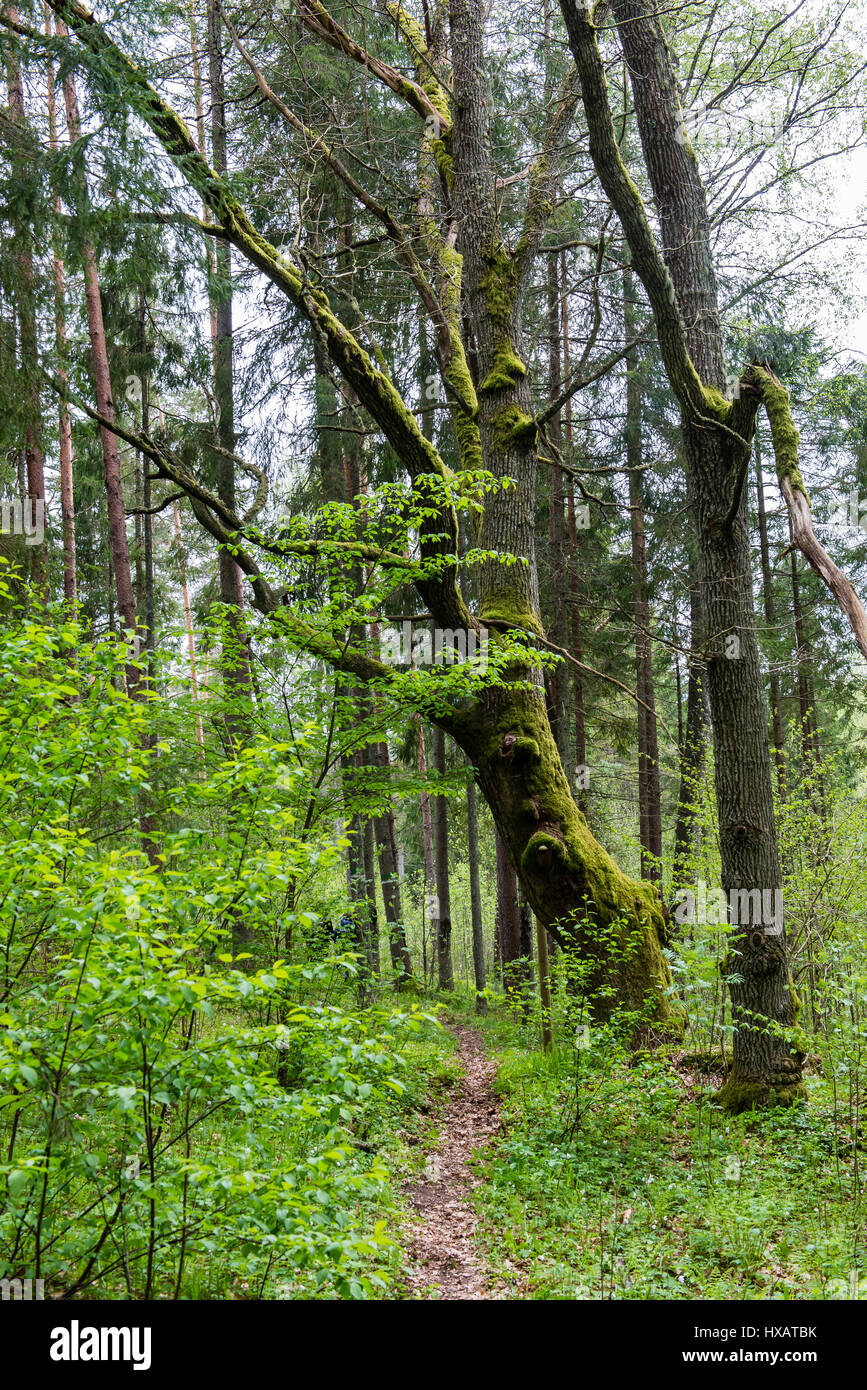 Trunks of trees in green forest with grass and leaves un summer Stock ...