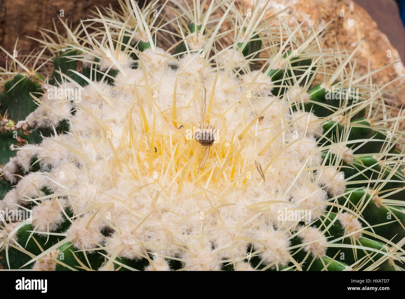 Closeup to Dried Corpse of Insect on Top of Echinopsis Calochlora ...
