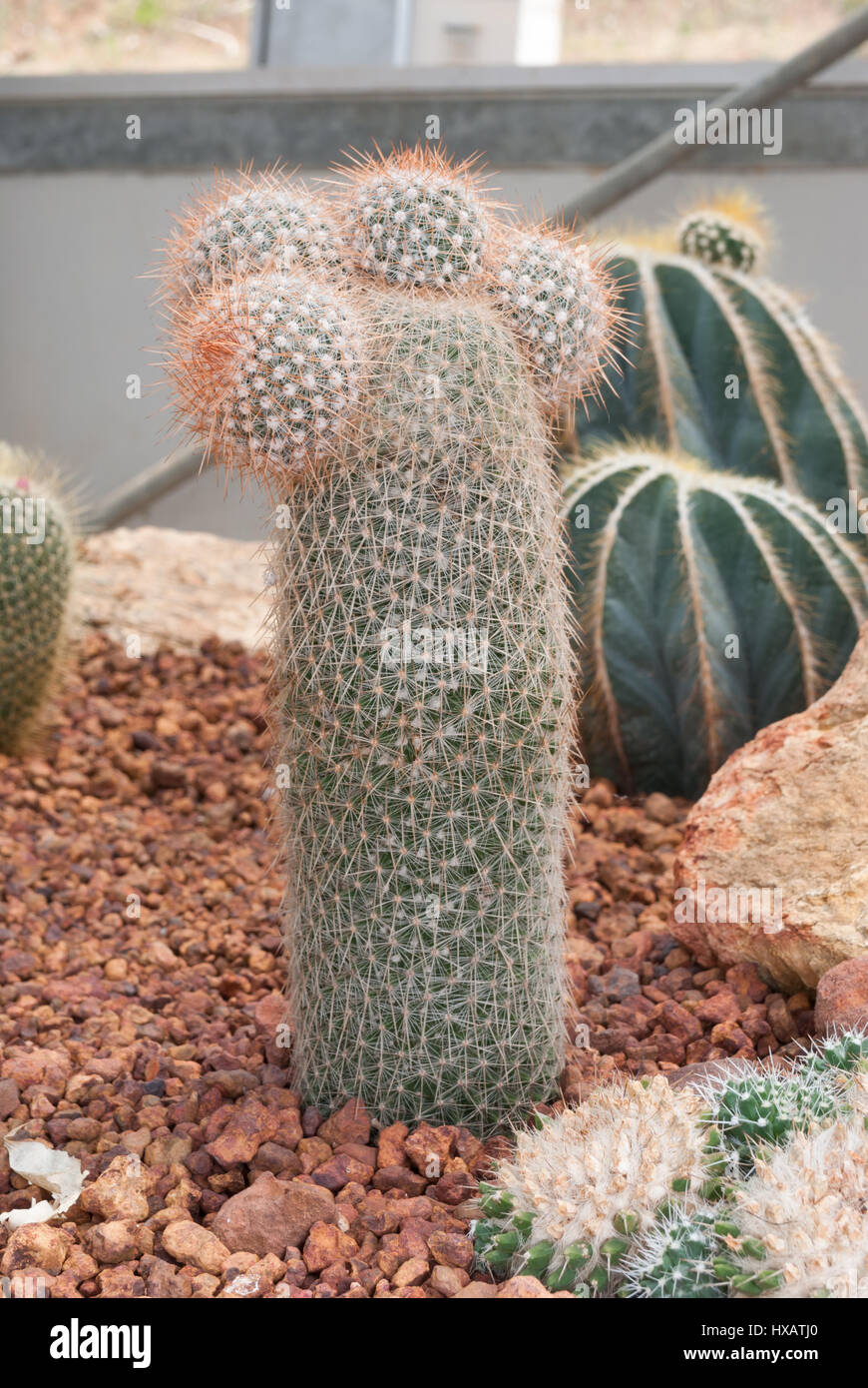 Closeup to Cylinder and Round Shaped Mammillaria Geminispina Cactus ...