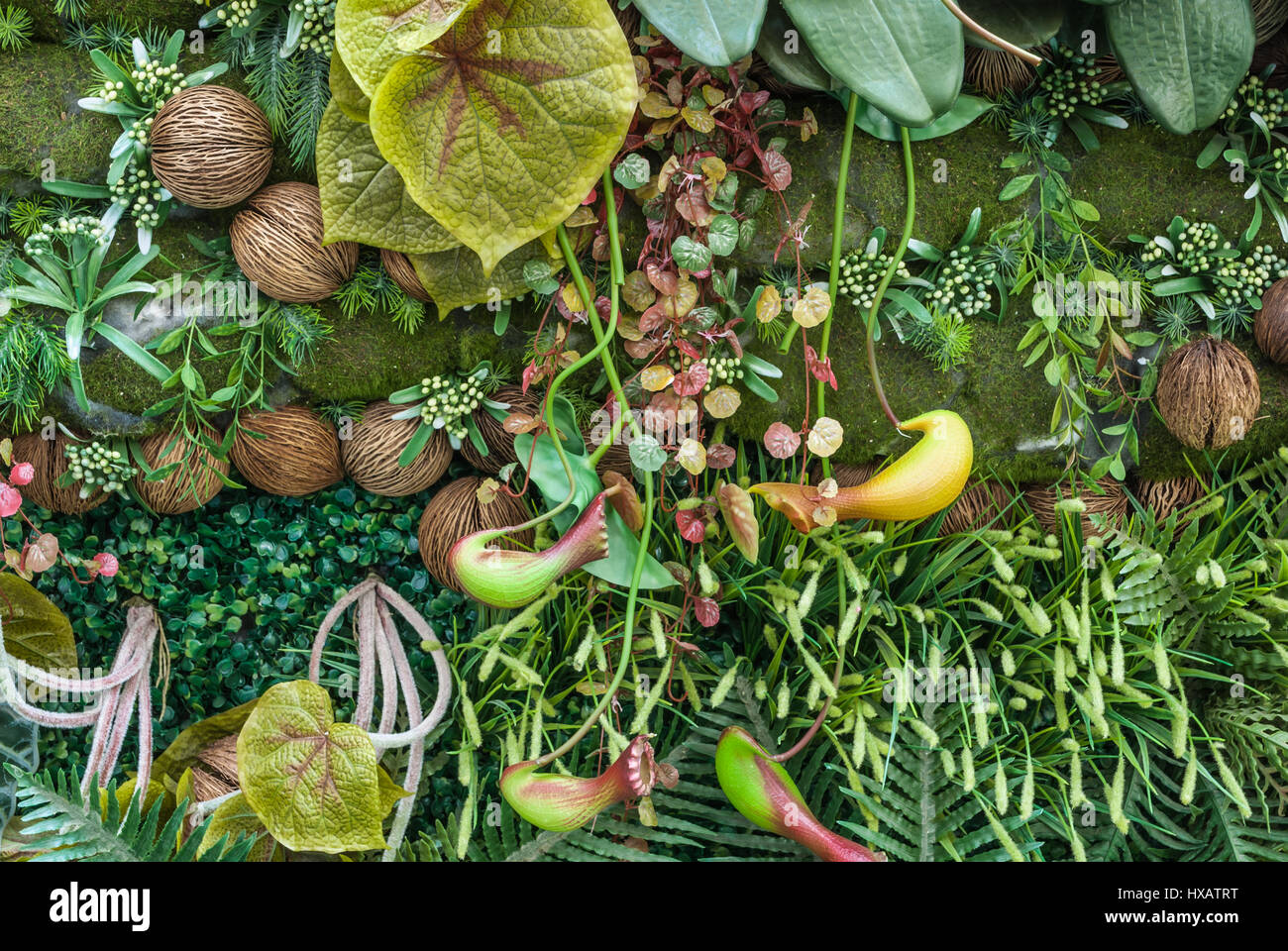 Closeup to Nepenthes/ Monkey Cups/ Tropical Pitcher Plants, Natural ...