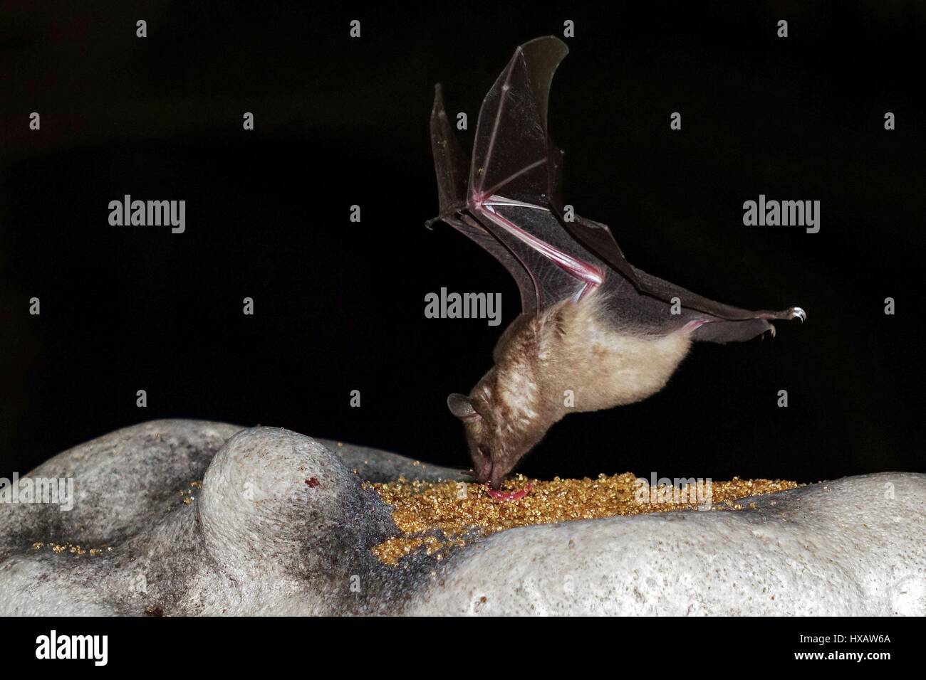 Bats flying and surching for food, Bonaire island, Caribbean Stock ...