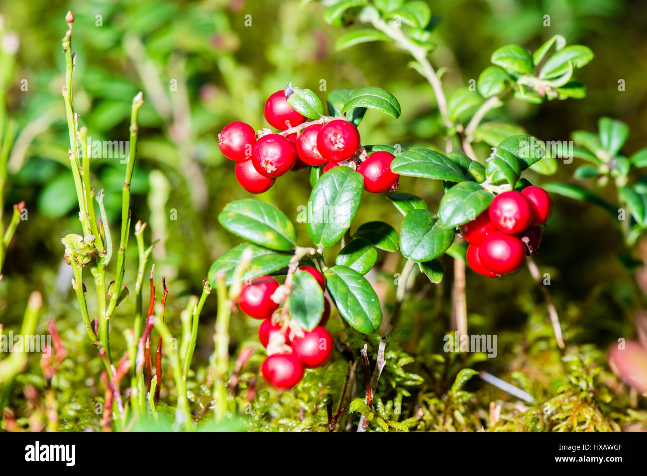 cranberries on green background in wet forest Stock Photo - Alamy