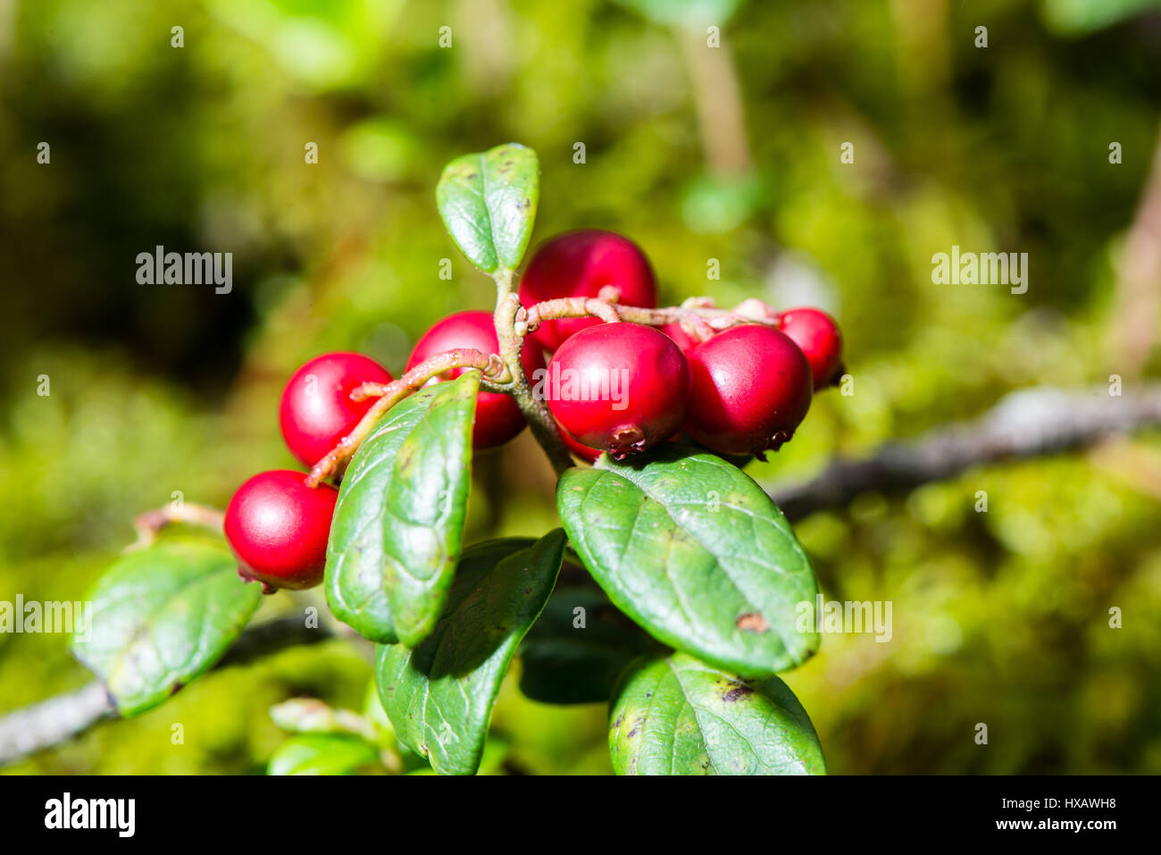 cranberries on green background in wet forest Stock Photo - Alamy
