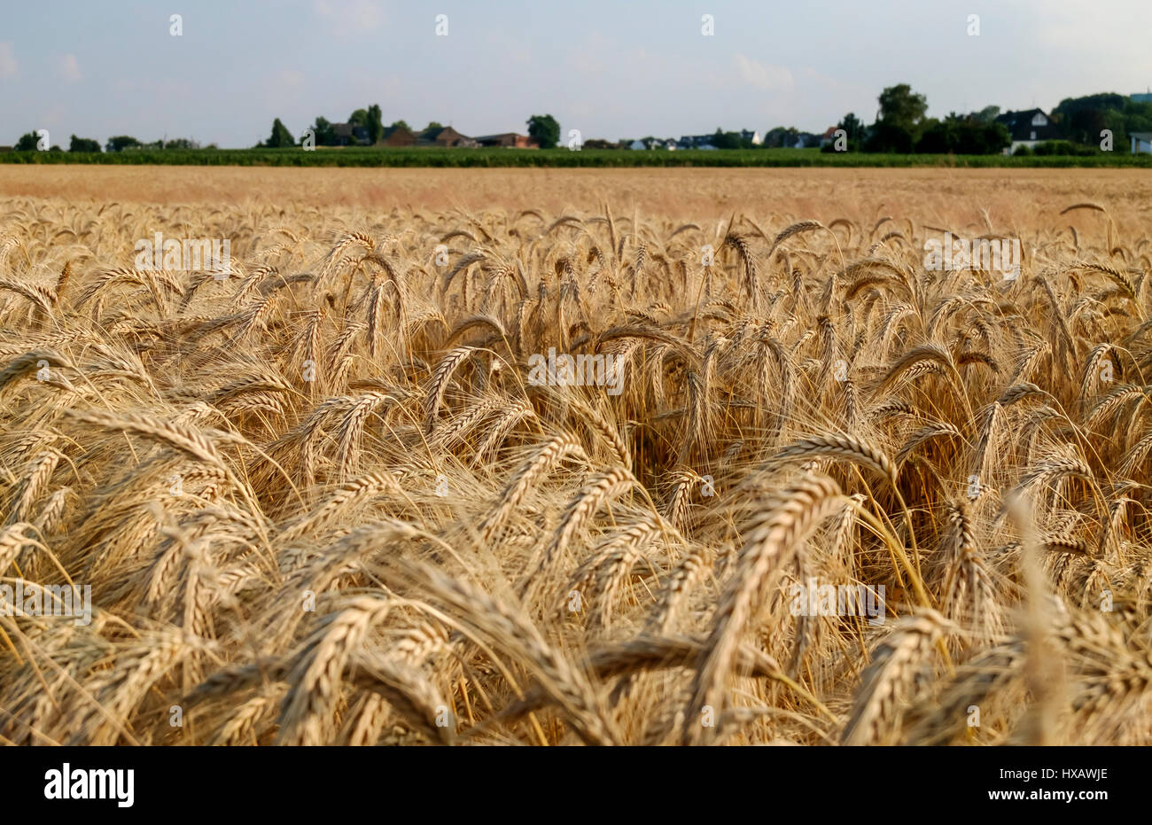 Wheat field, ripped grains, in summer, Germany Stock Photo - Alamy