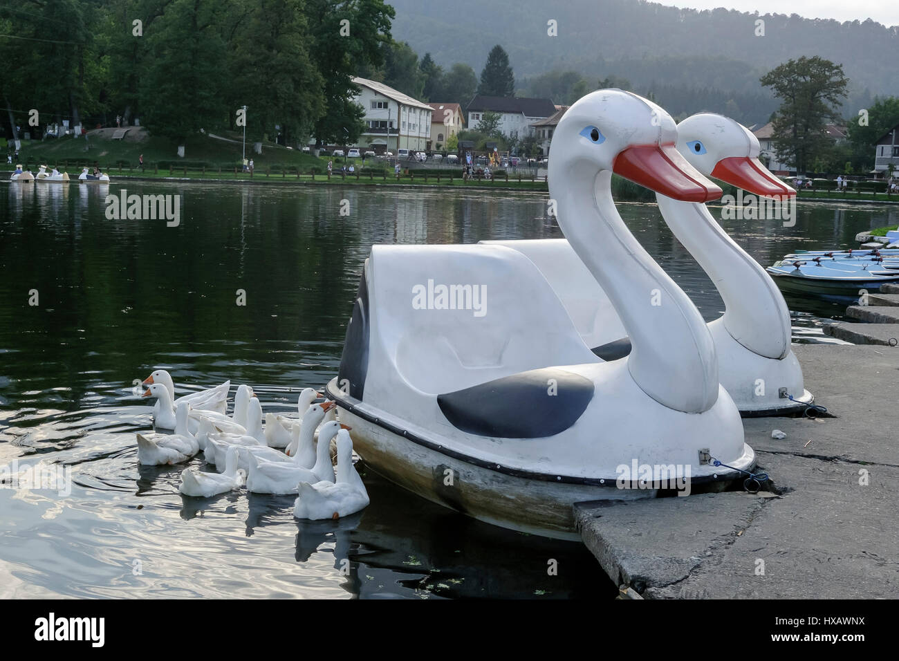 Ducks shape boats and ducklings on a Carpathian mountains natural see ...