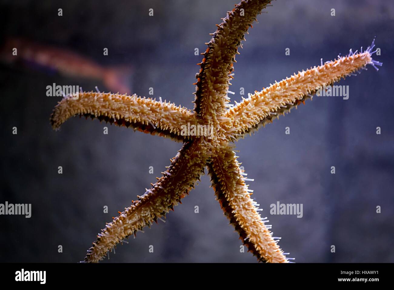 Starfish on the aquarium closeup Stock Photo - Alamy