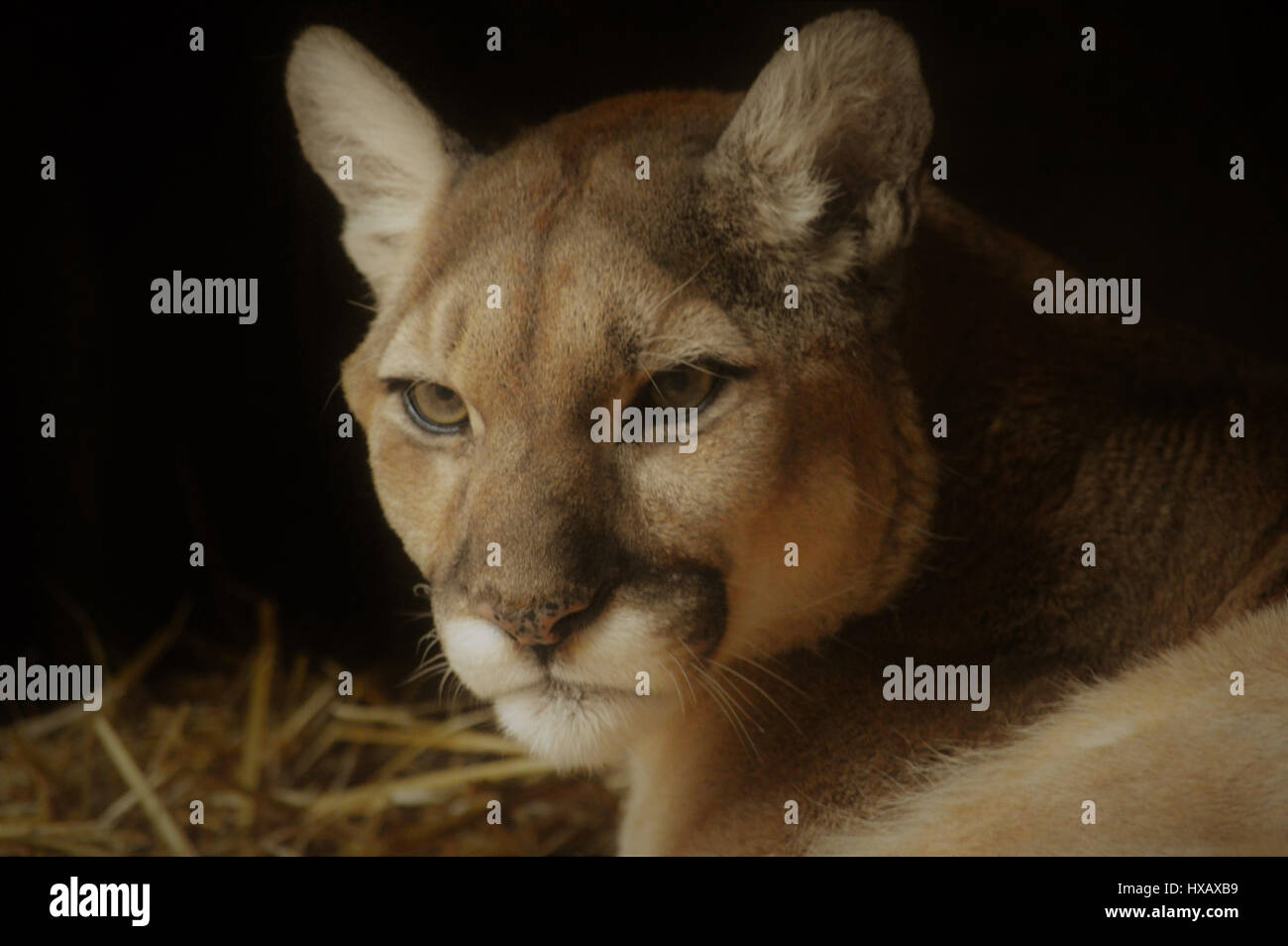 Puma head hi-res stock photography and images - Alamy