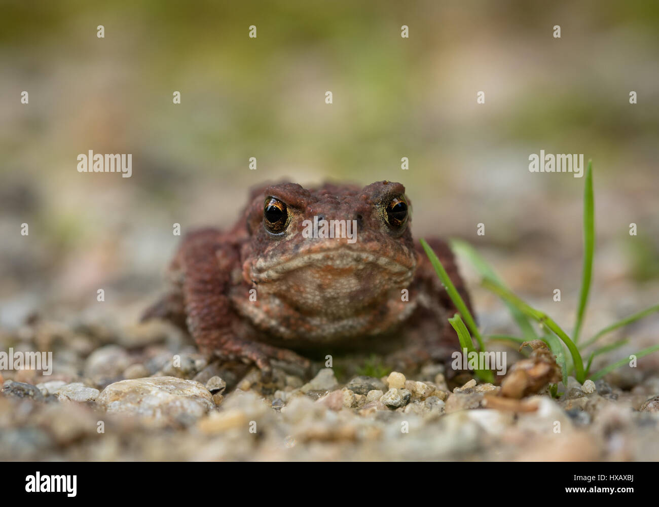 Toad venom hi-res stock photography and images - Alamy
