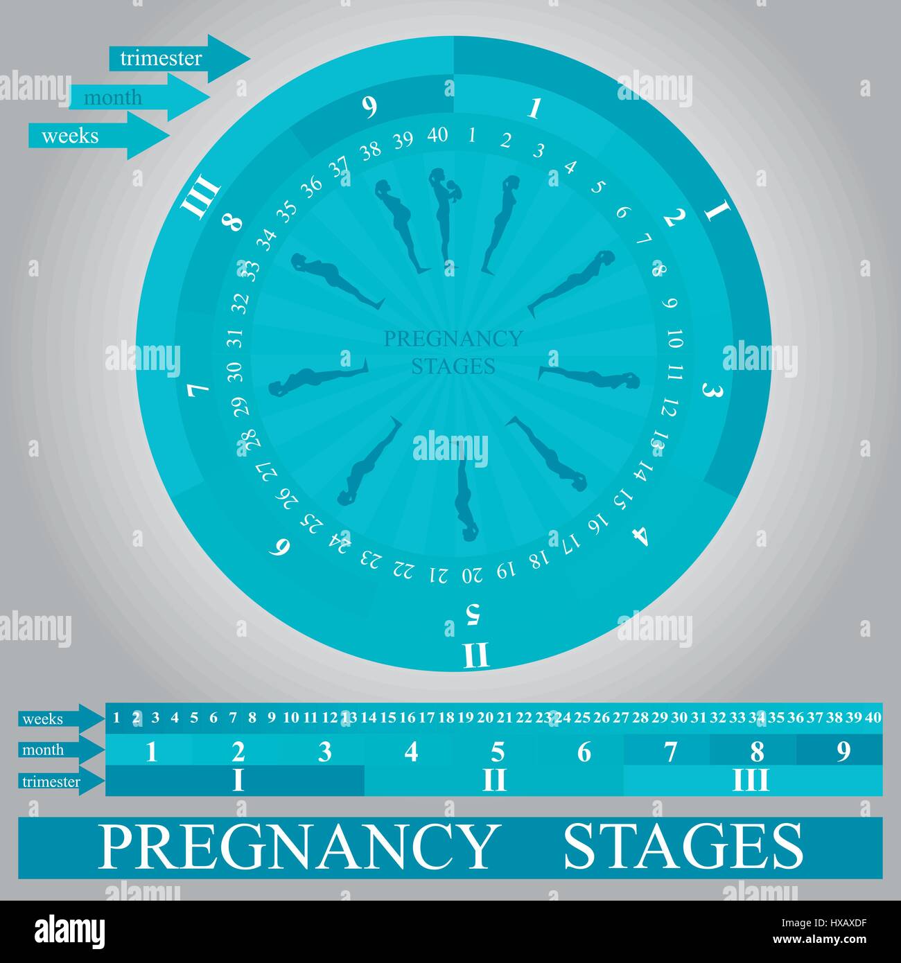 Pregnancy stages, vector Stock Vector Image & Art - Alamy