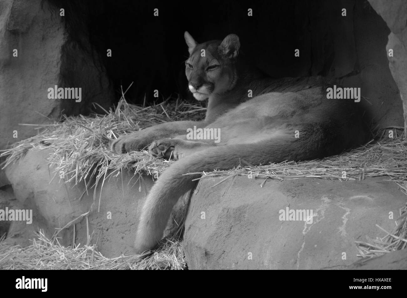 North american mountain lion Black and White Stock Photos & Images - Alamy