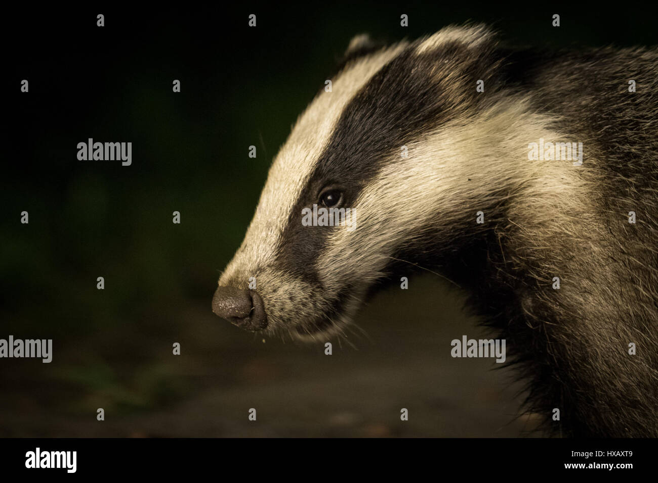 Badger at night, dark background portrait Stock Photo - Alamy