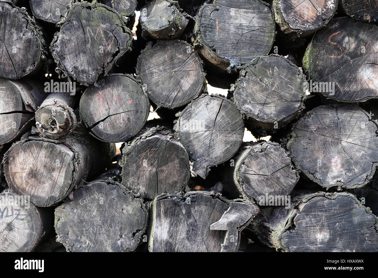 Stack of Black and Cut Tree Body Stock Photo - Alamy