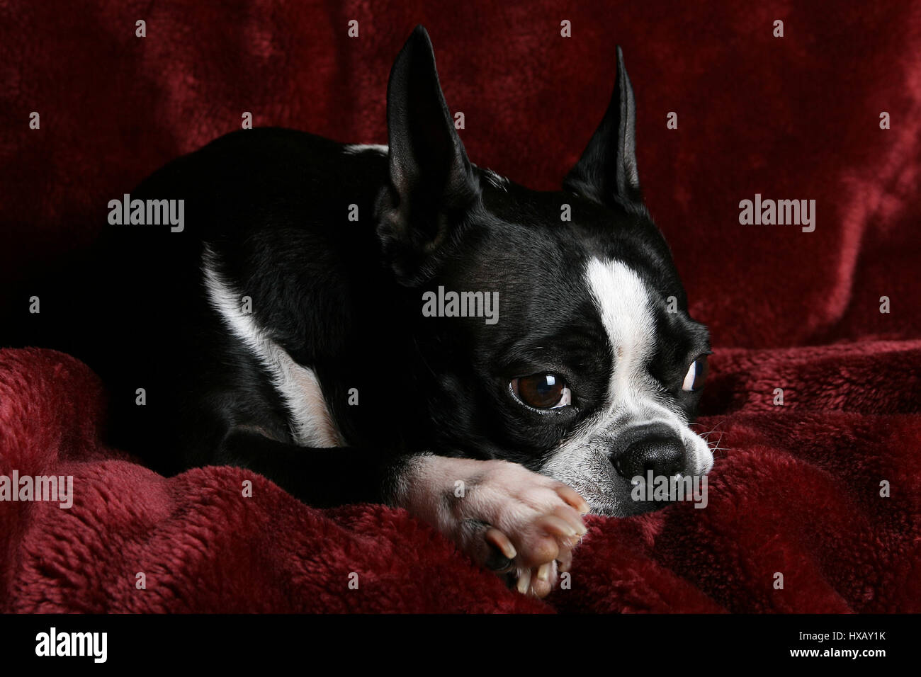 Adorable Boston terrier posing on a deep red plush background Stock ...
