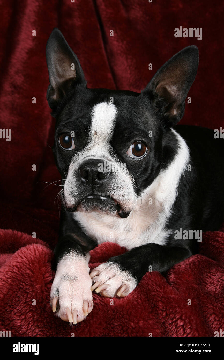 Adorable Boston terrier posing on a deep red plush background Stock ...