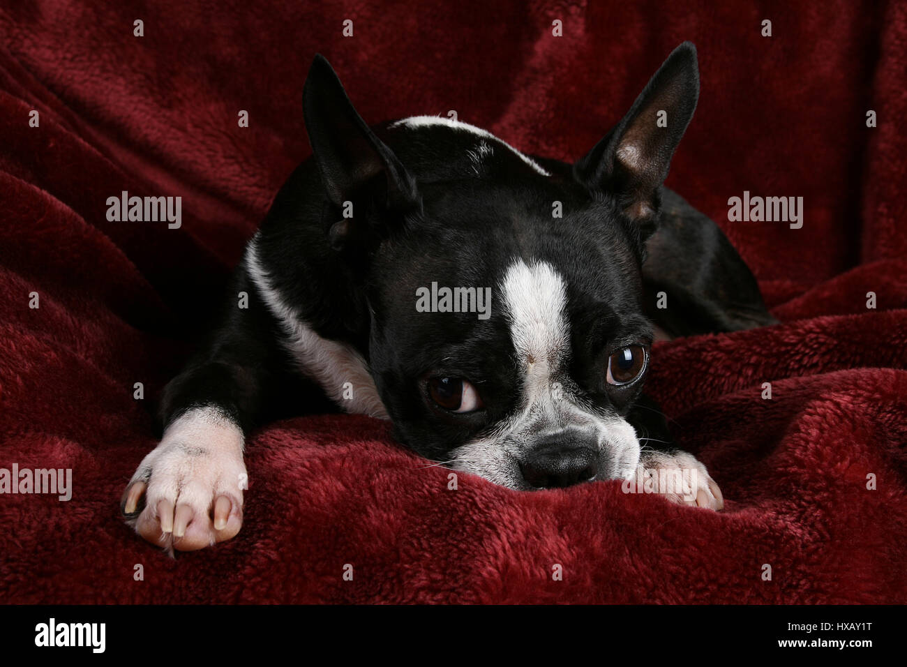 Adorable Boston terrier posing on a deep red plush background Stock ...