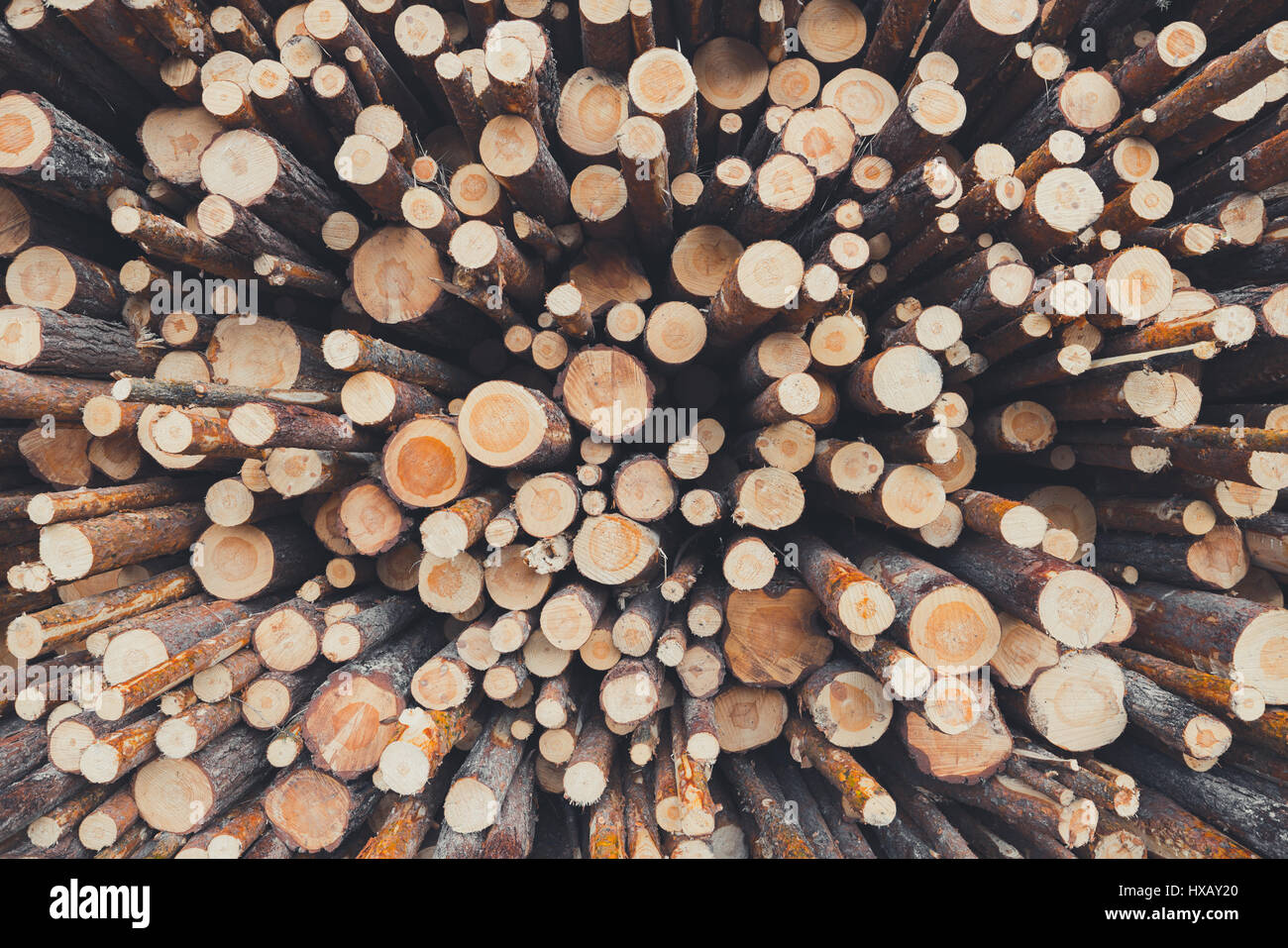 Wide angle front view of temporary storage of piled logs waiting for ...