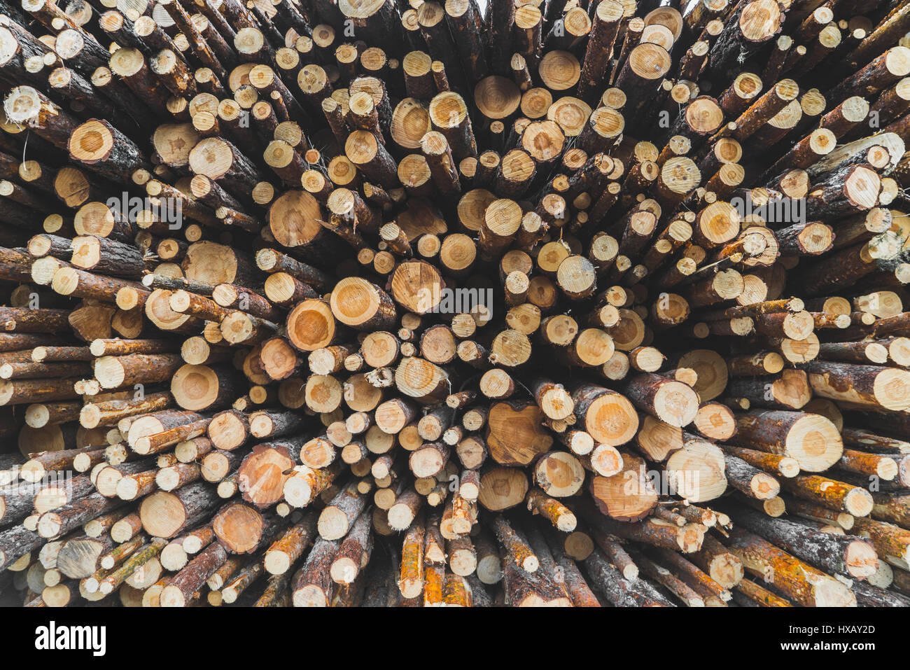 Wide angle front view of temporary storage of piled logs waiting for ...