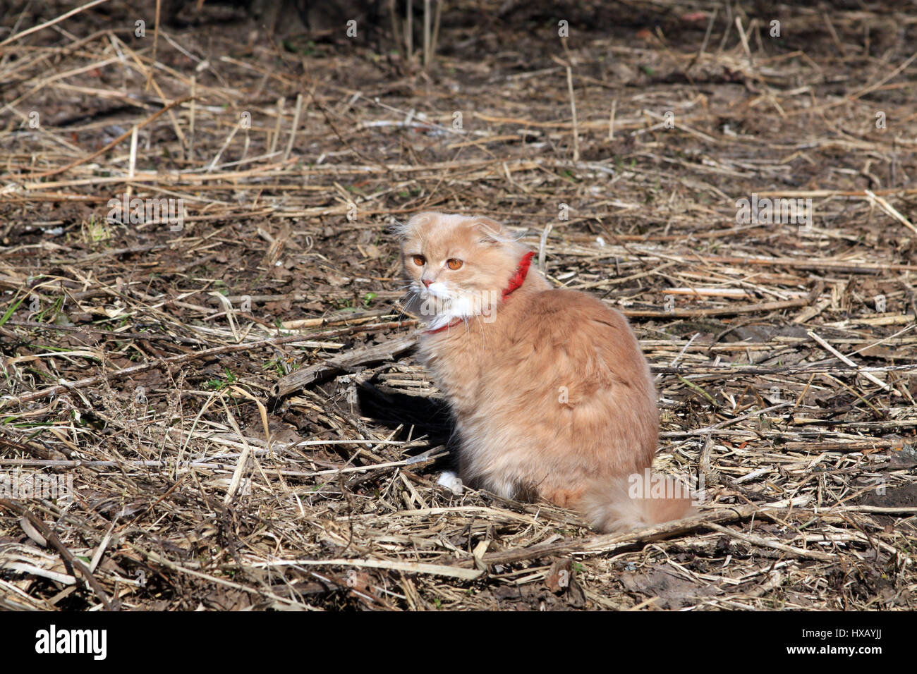 Beige cat hair hi-res stock photography and images - Alamy