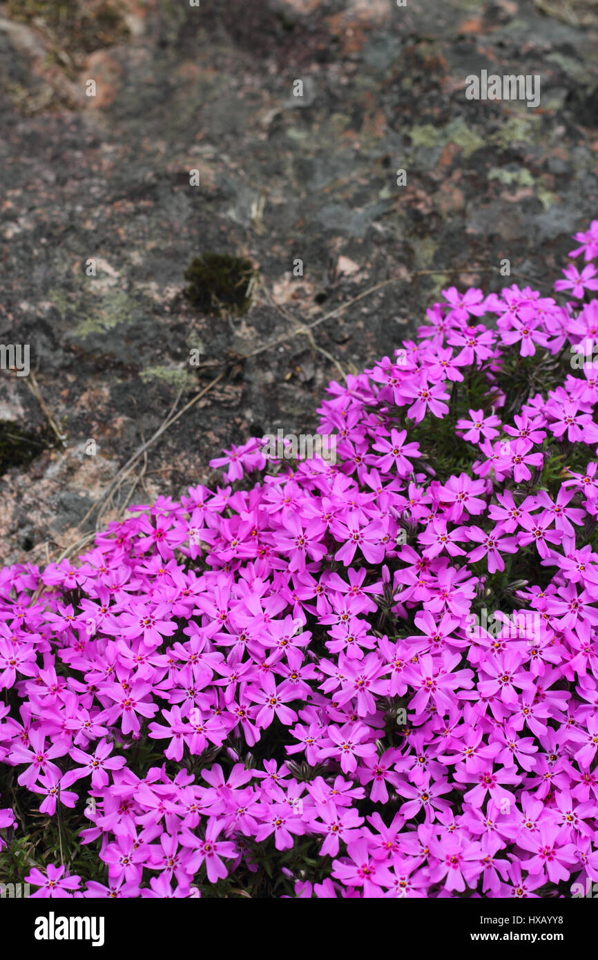 Pink alpine flowers hi-res stock photography and images - Alamy