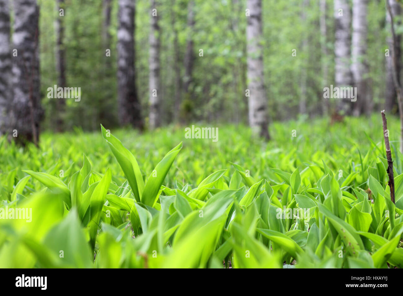 Beautiful spring tree forest landscape and fresh green leaves of plants ...