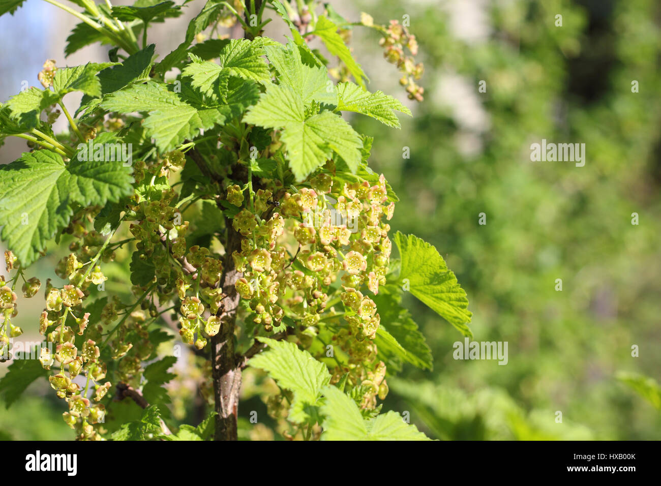 Branch of blooming red currant bush on green background of garden Stock ...