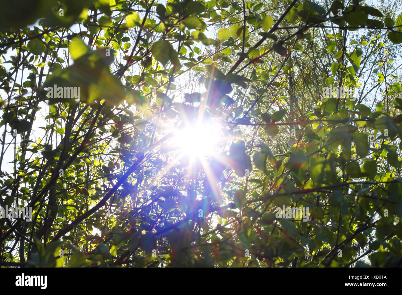 Sunlight with rays shining through spring alder tree branch Stock Photo ...