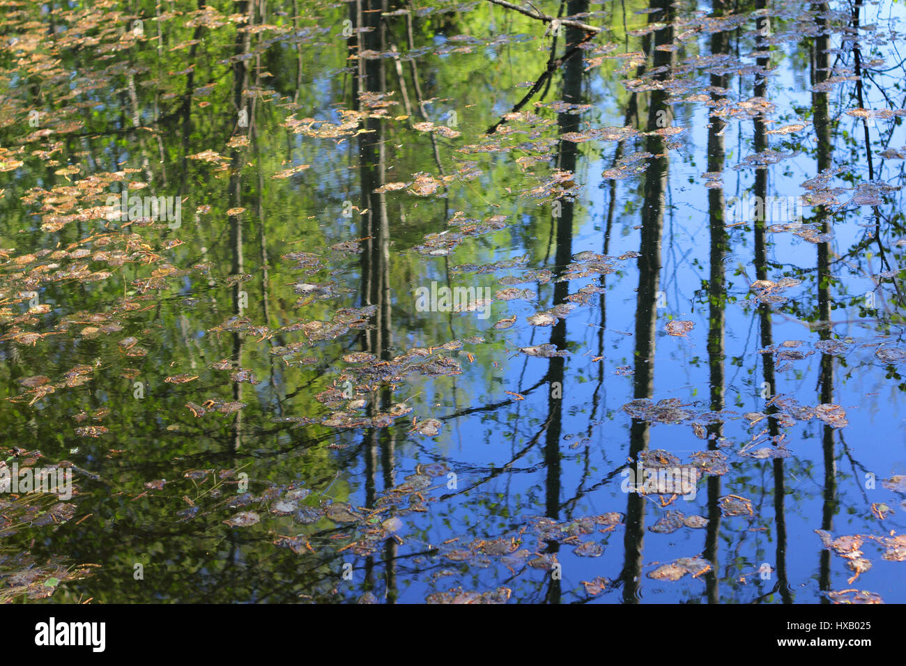 Spring forest and blue reflection in water of pond Stock Photo - Alamy