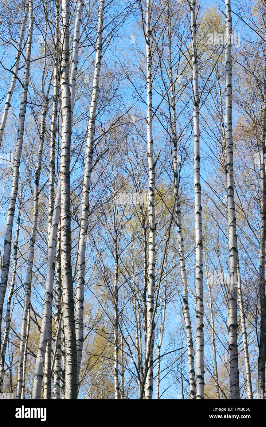 Beautiful spring trees in park over blue sky background Stock Photo - Alamy