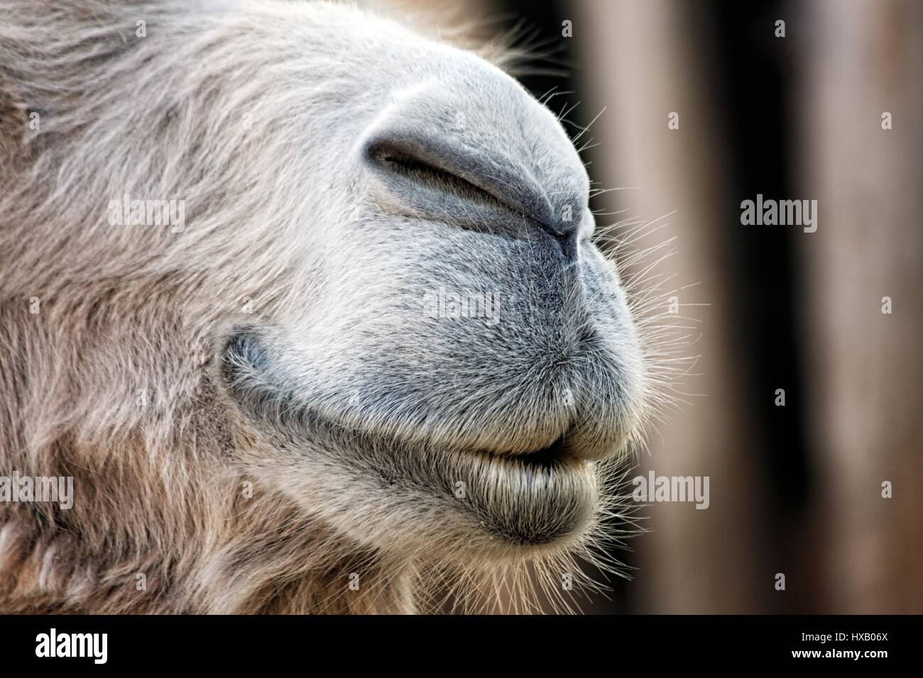 Camel face and nose close up Stock Photo - Alamy