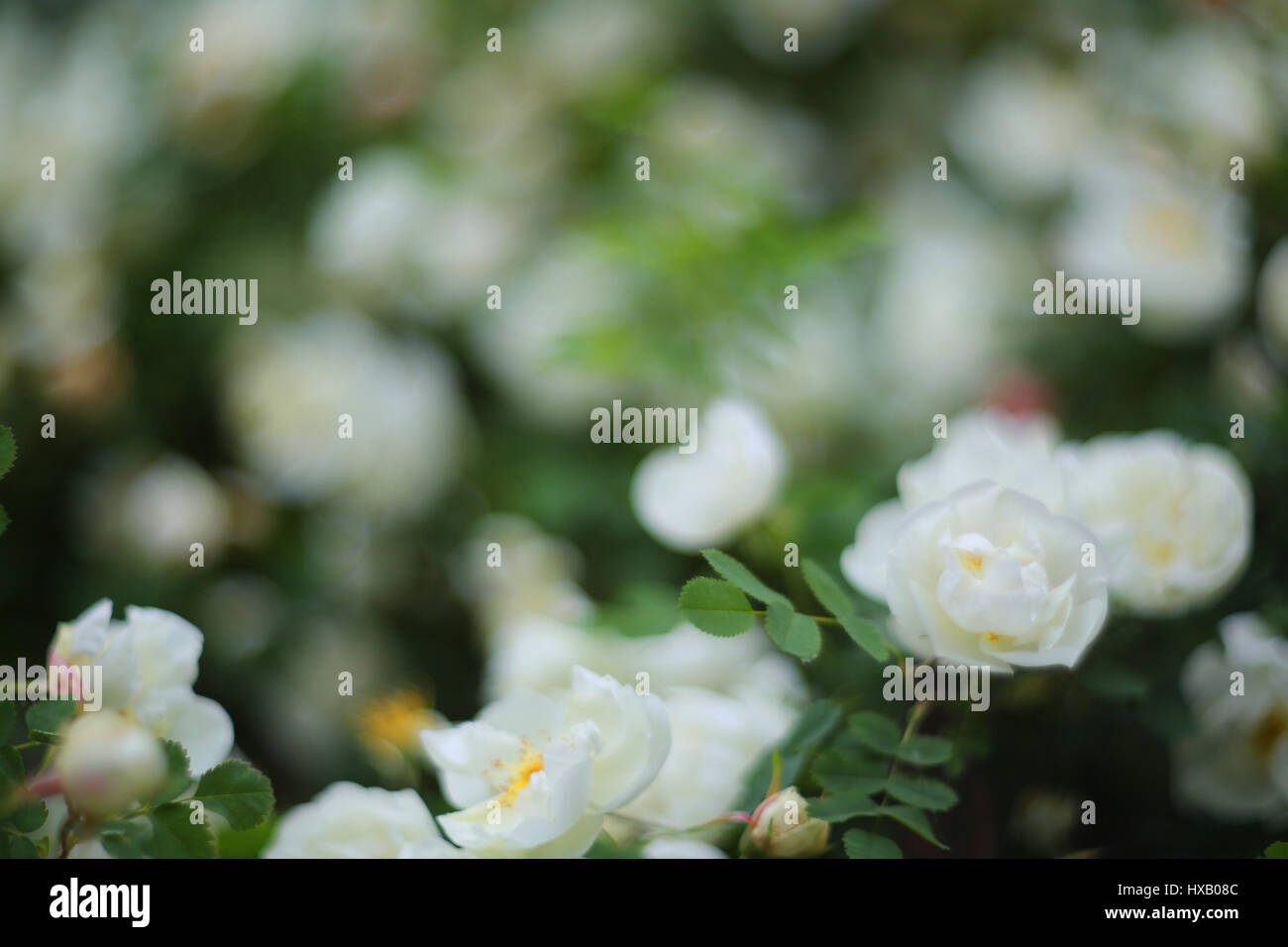 Wild white roses bush rosehip defocused background Stock Photo - Alamy