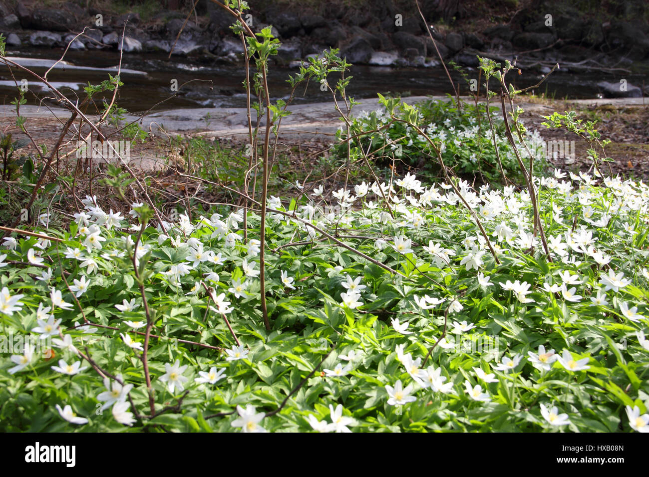 Anemone (windflower) flowers in forest near river, Langinkoski, Finland ...