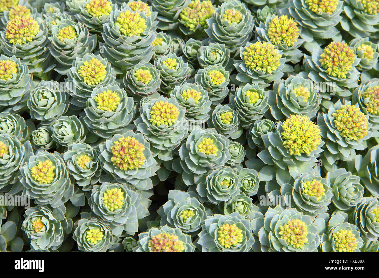 Rhodiola rosea plants outdoors green background Stock Photo - Alamy