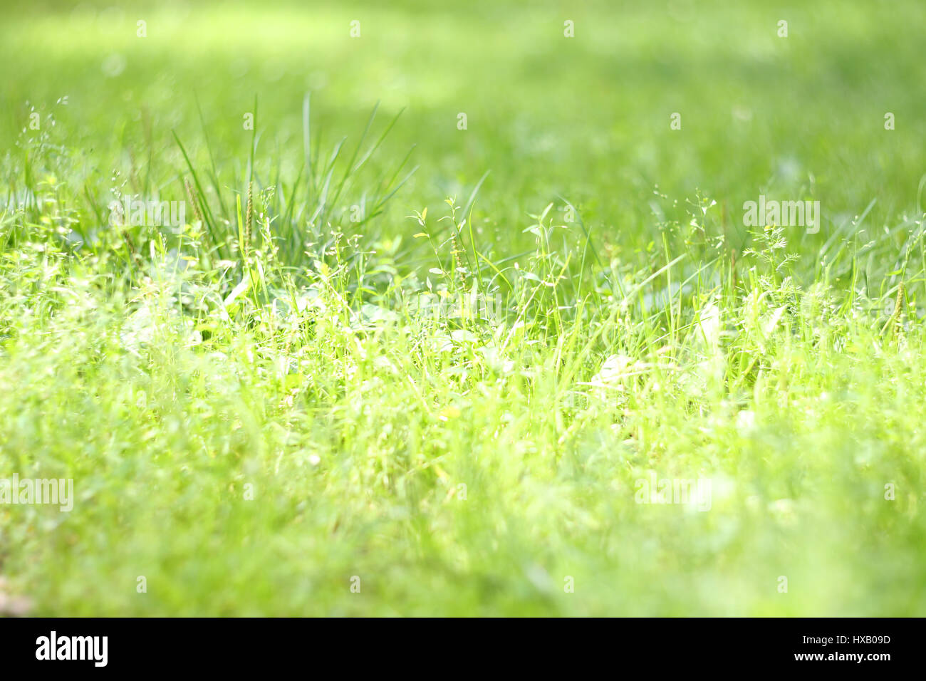 Fresh spring wild green grass background at sunny day Stock Photo - Alamy