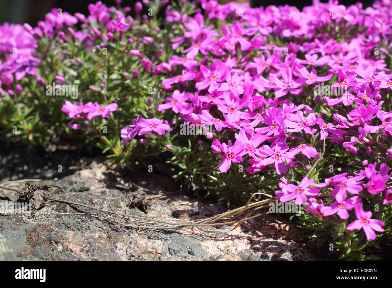 Wild pink alpine flowers growing on rock Stock Photo - Alamy