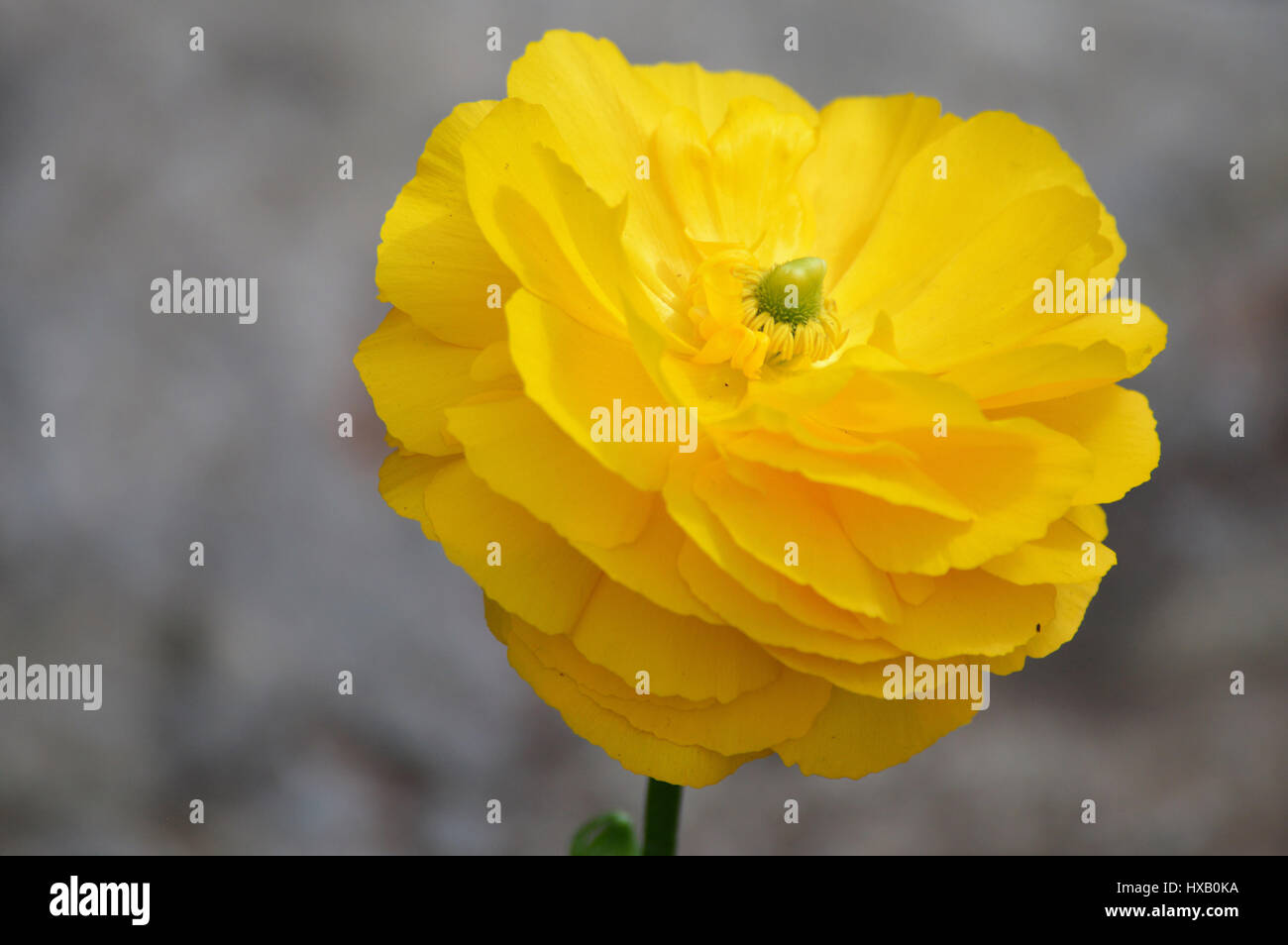 Yellow Ranunculus Flower Stock Photo - Alamy