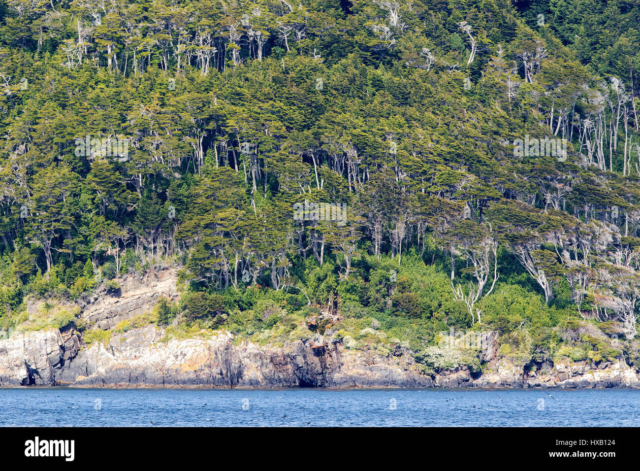Beech tree forest on the shore of Beagle Channel, Patagonia, Chile ...