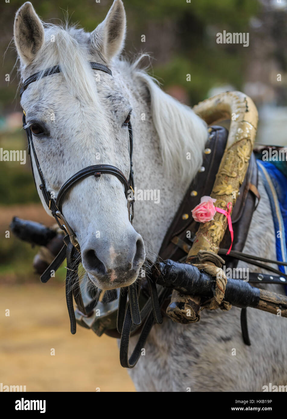 Portrait of the gray horse in old harness Stock Photo - Alamy