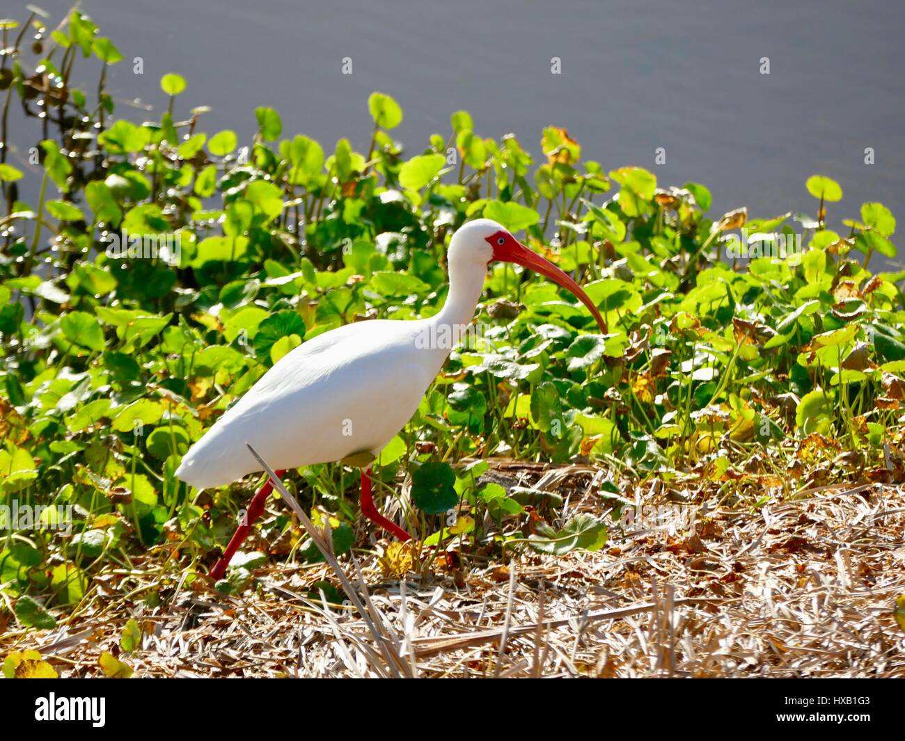 American white ibis, orange bill and legs, wading in weeds along ...