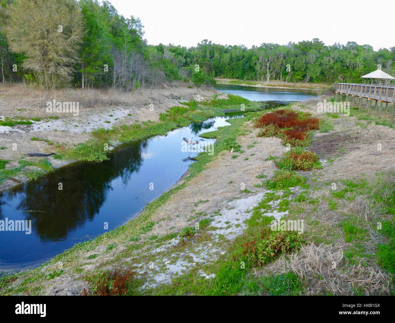 North Florida landscape with lake, heron, alligator, evergreens, and ...