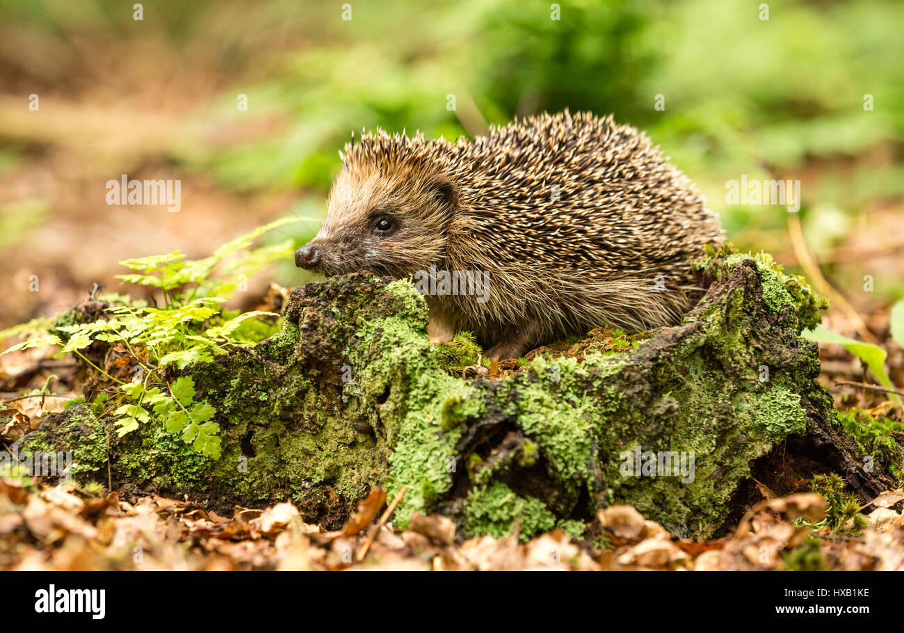 Hedgehog hi-res stock photography and images - Alamy