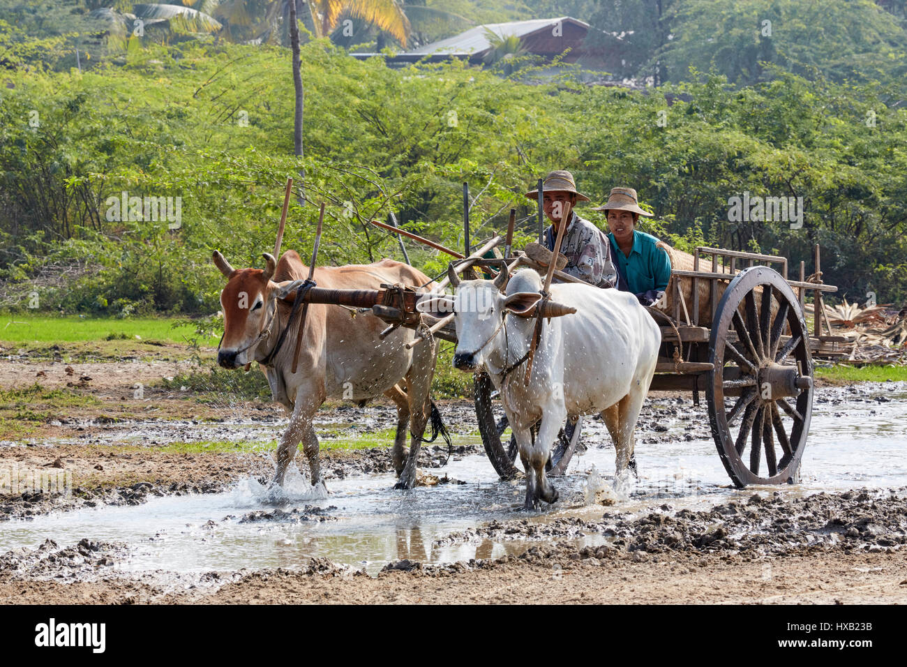 Locals on ox cart in Shwebo, Myanmar, Asia Stock Photo - Alamy