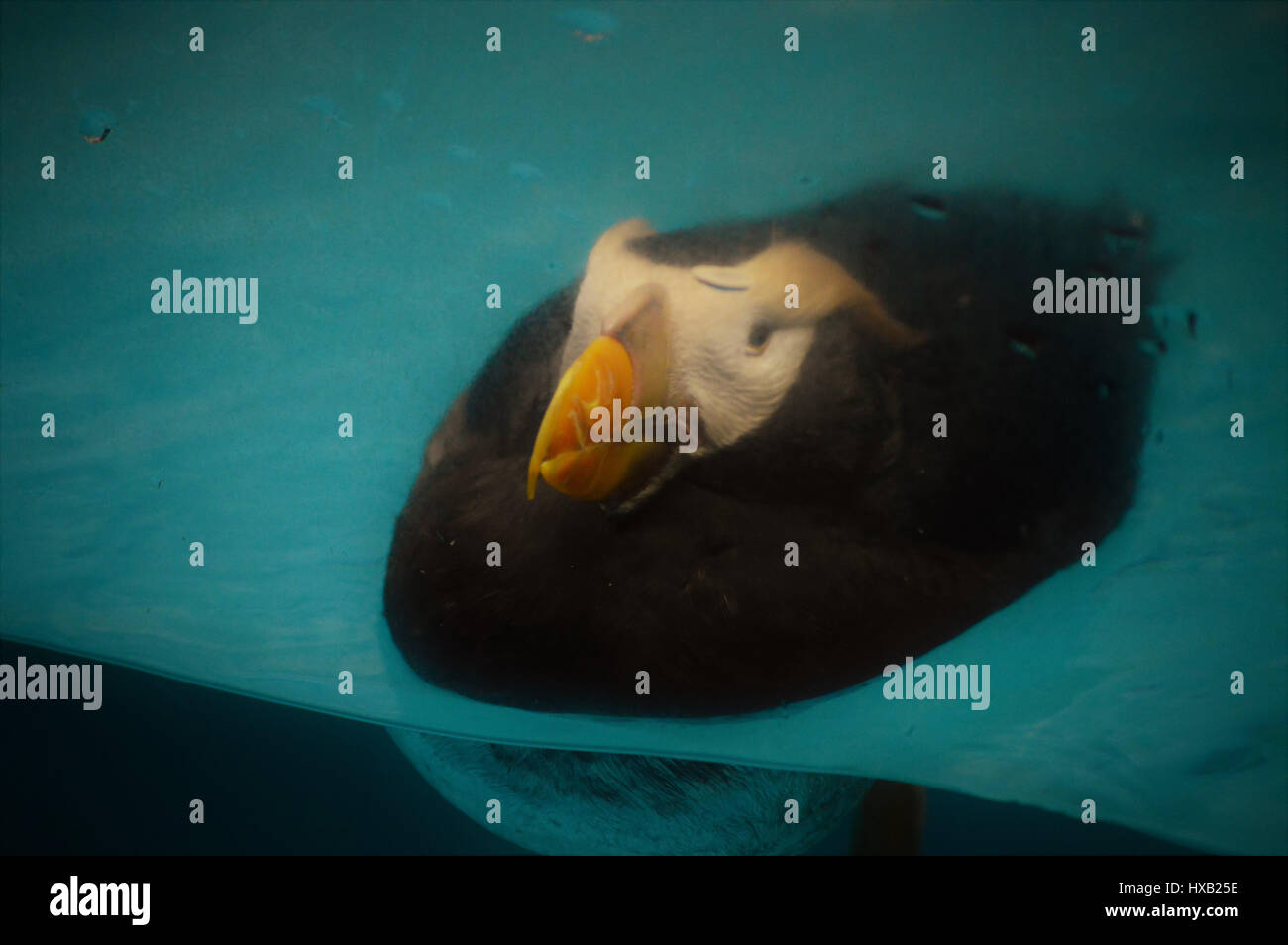 Puffin in the water Stock Photo - Alamy