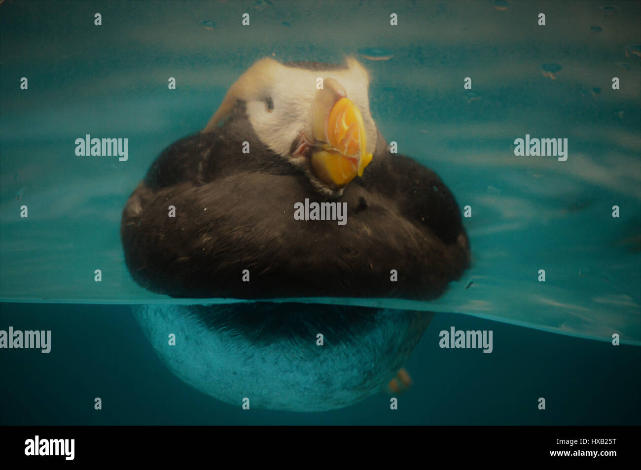 Puffin in the water Stock Photo - Alamy