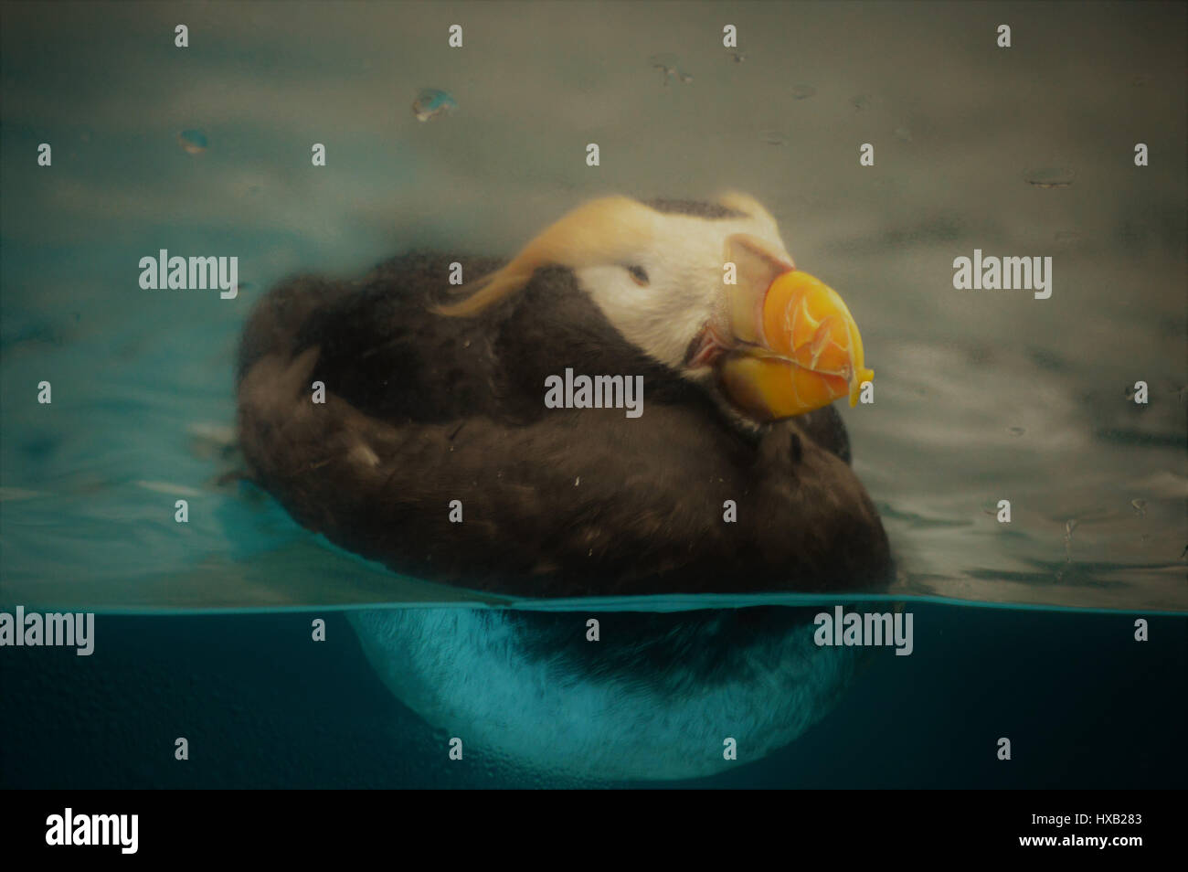 Puffin in the water Stock Photo - Alamy