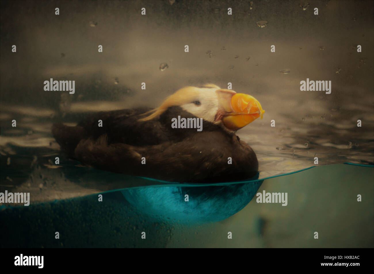 Puffin in the water Stock Photo - Alamy