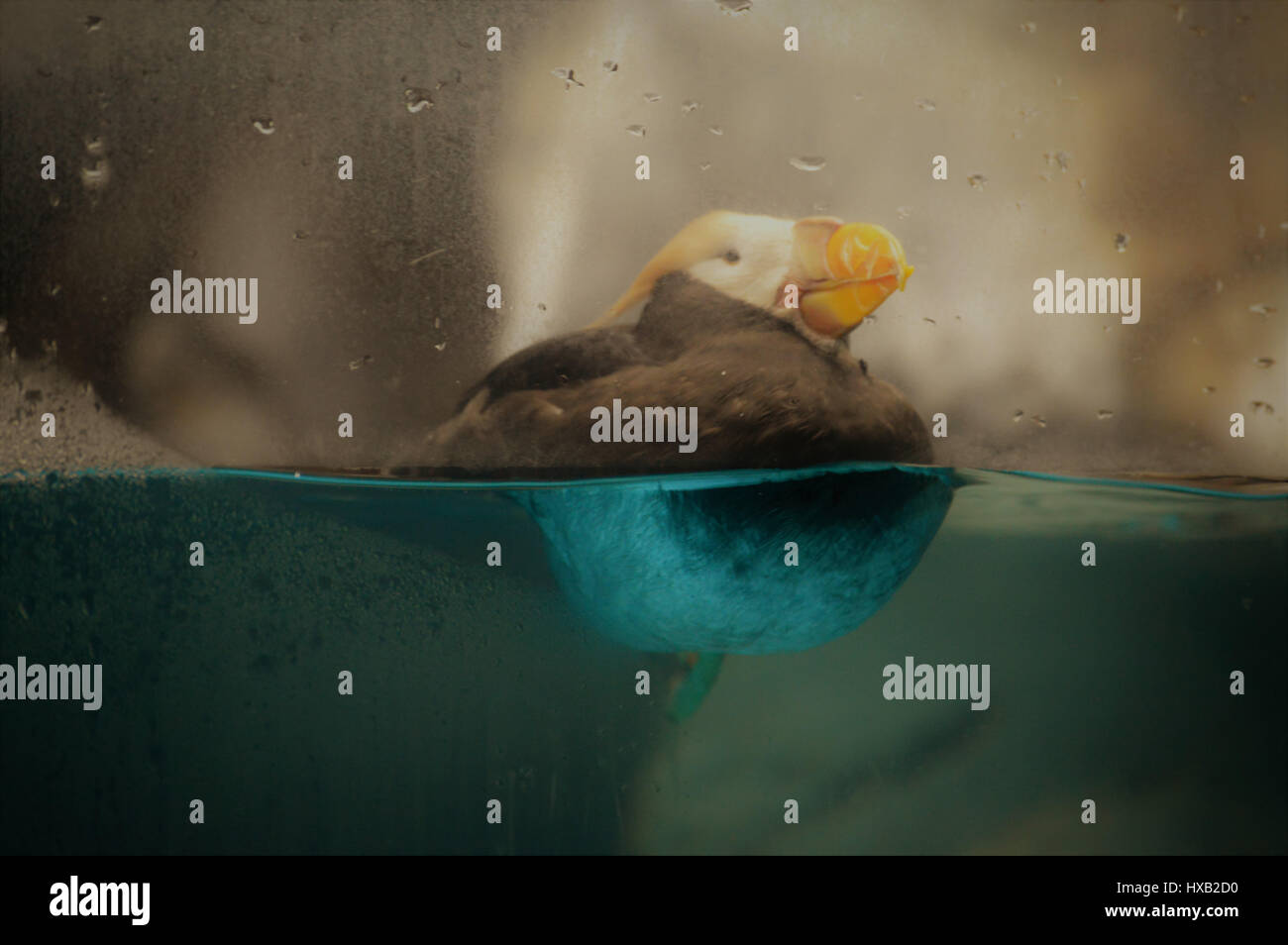 Puffin in the water Stock Photo - Alamy