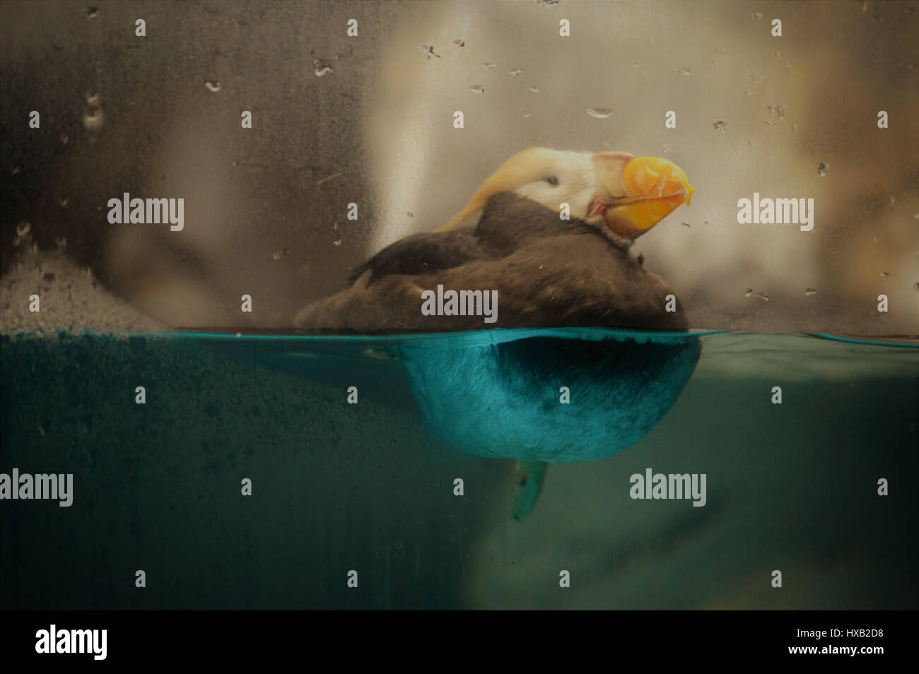 Puffin in the water Stock Photo - Alamy