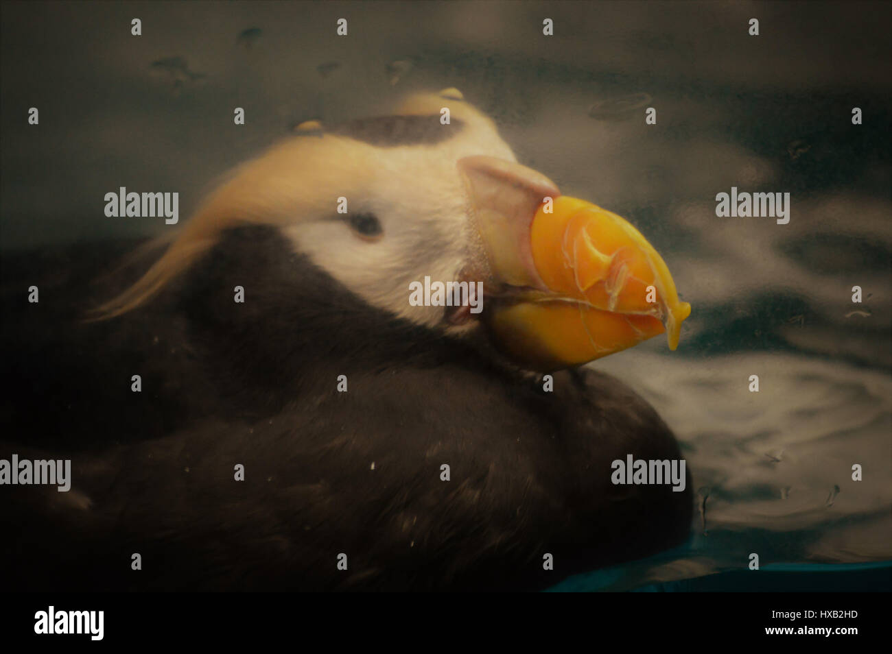 Puffin in the water Stock Photo - Alamy