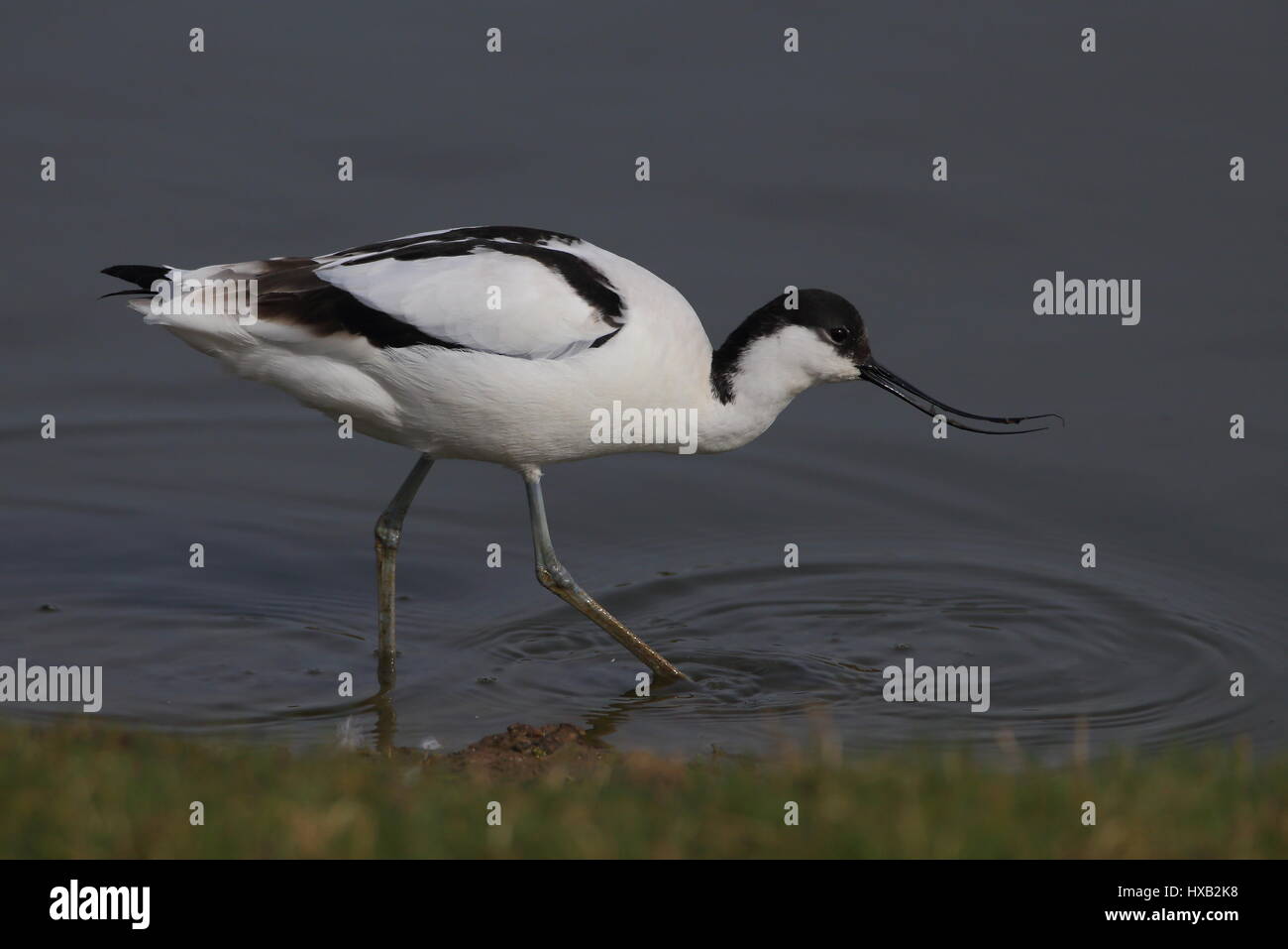 Adult avocet hi-res stock photography and images - Alamy